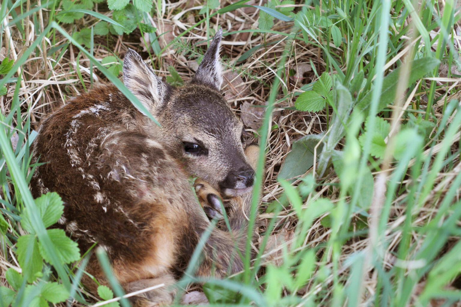 Wildlife officials remind residents to leave ‘abandoned’ fawns alone ...